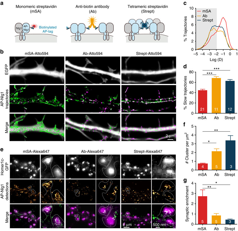 Mapping the dynamics and nanoscale organization of synaptic adhesion ...