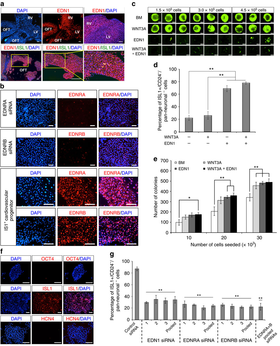 Endothelin-1 supports clonal derivation and expansion of cardiovascular ...