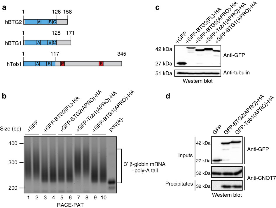 BTG2 bridges PABPC1 RNA-binding domains and CAF1 deadenylase to control ...