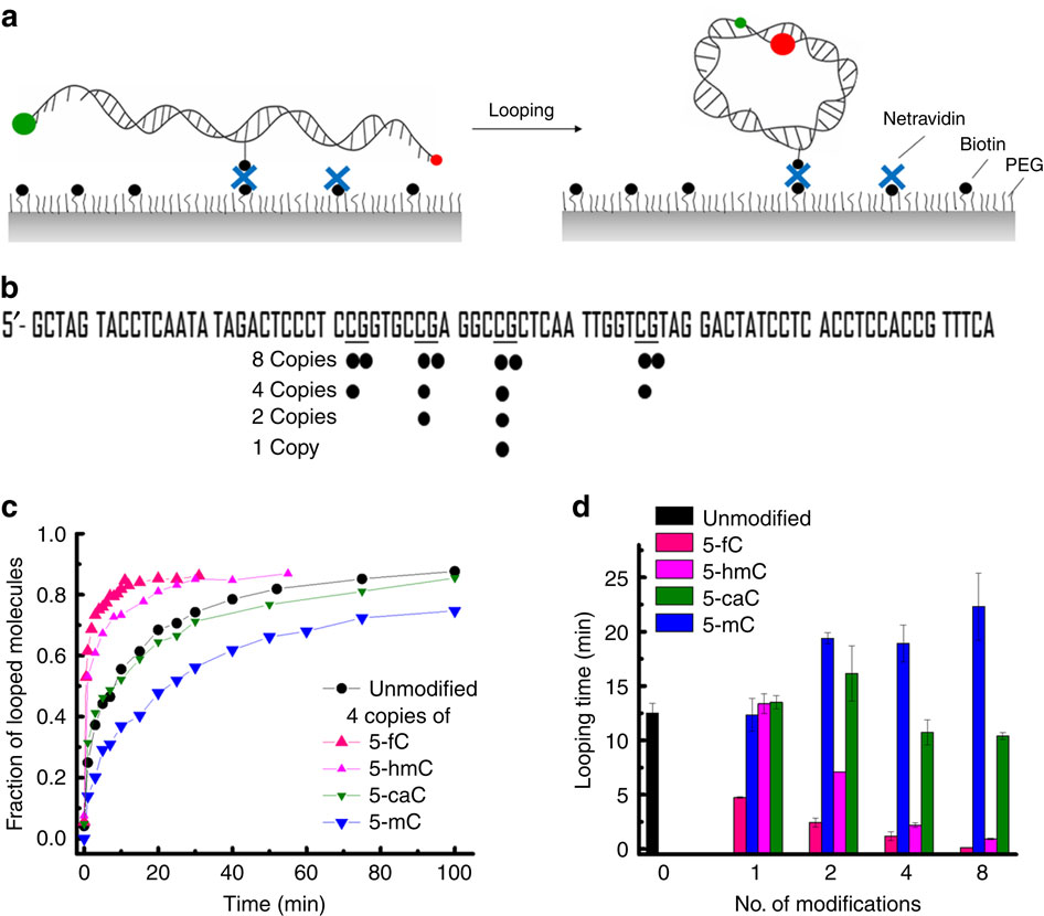 Effects of cytosine modifications on DNA flexibility and nucleosome mechanical stability.,Nature ...