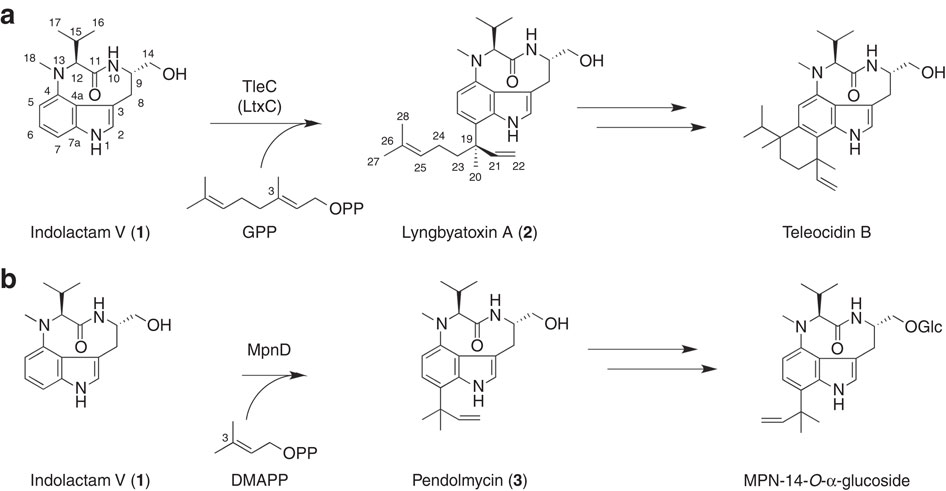 Manipulation of prenylation reactions by structure-based engineering of bacterial indolactam ...