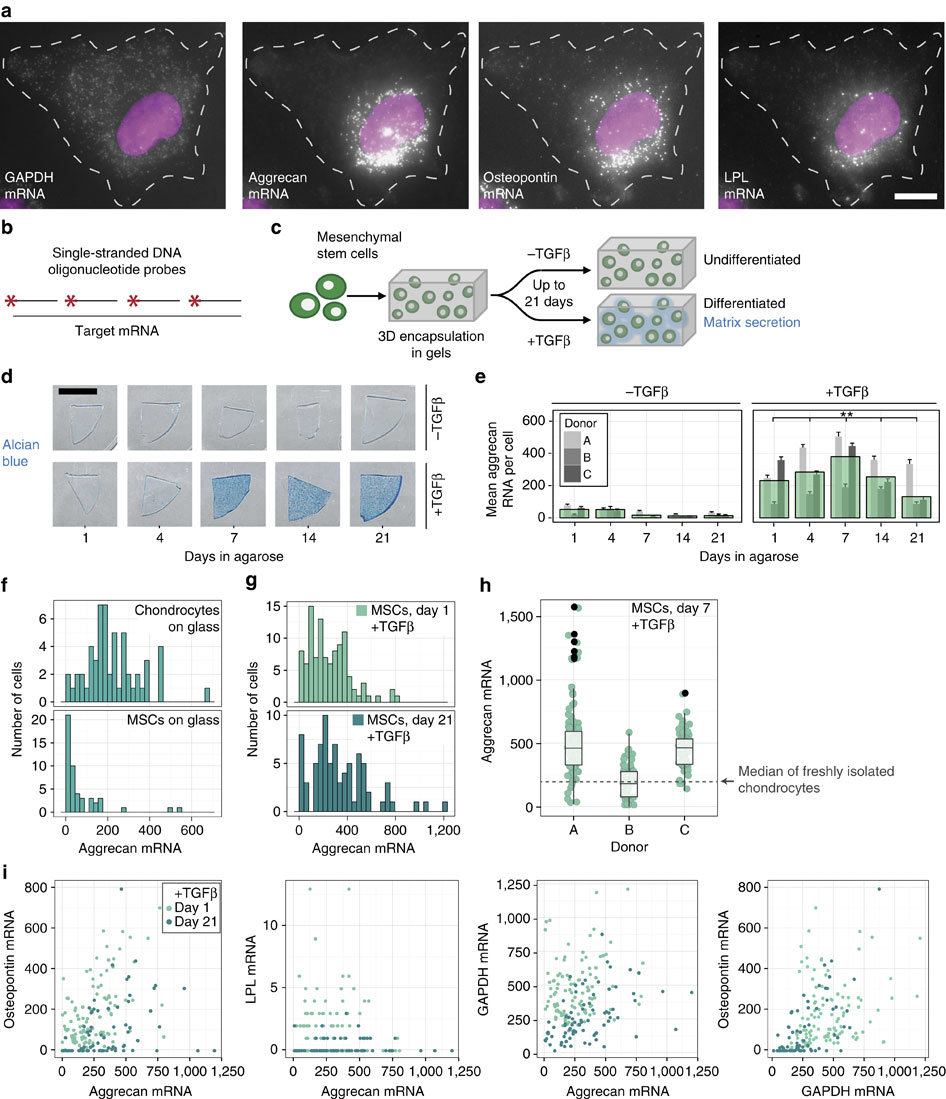 Single-cell differences in matrix gene expression do not predict matrix ...