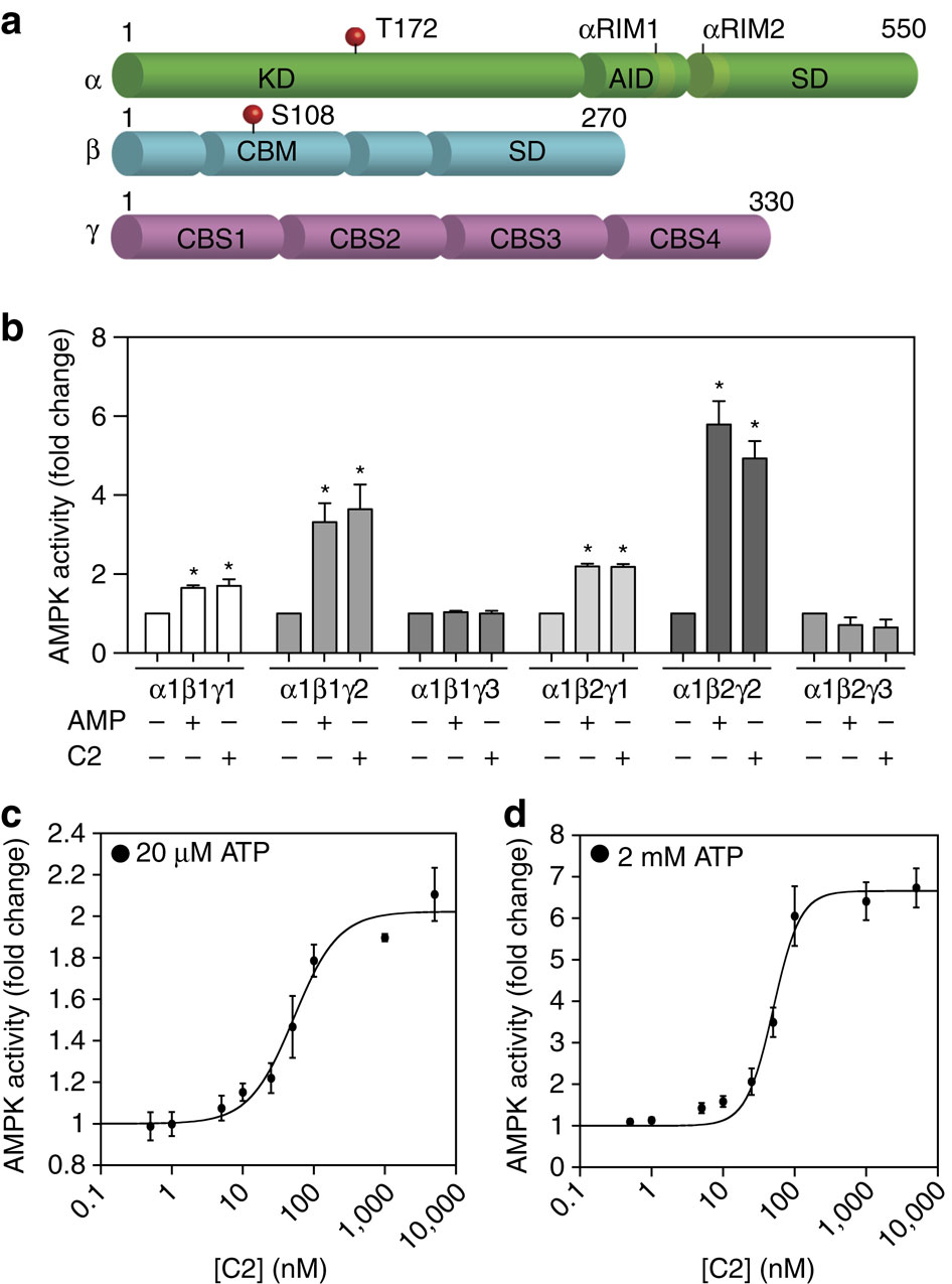 Structural basis of allosteric and synergistic activation of AMPK by ...