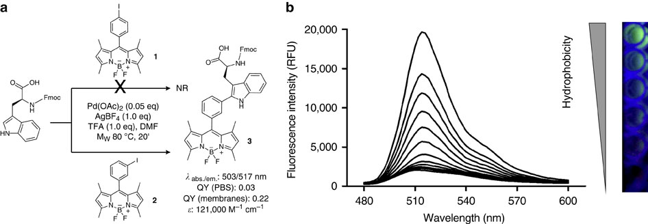 Spacer-free BODIPY fluorogens in antimicrobial peptides for direct ...