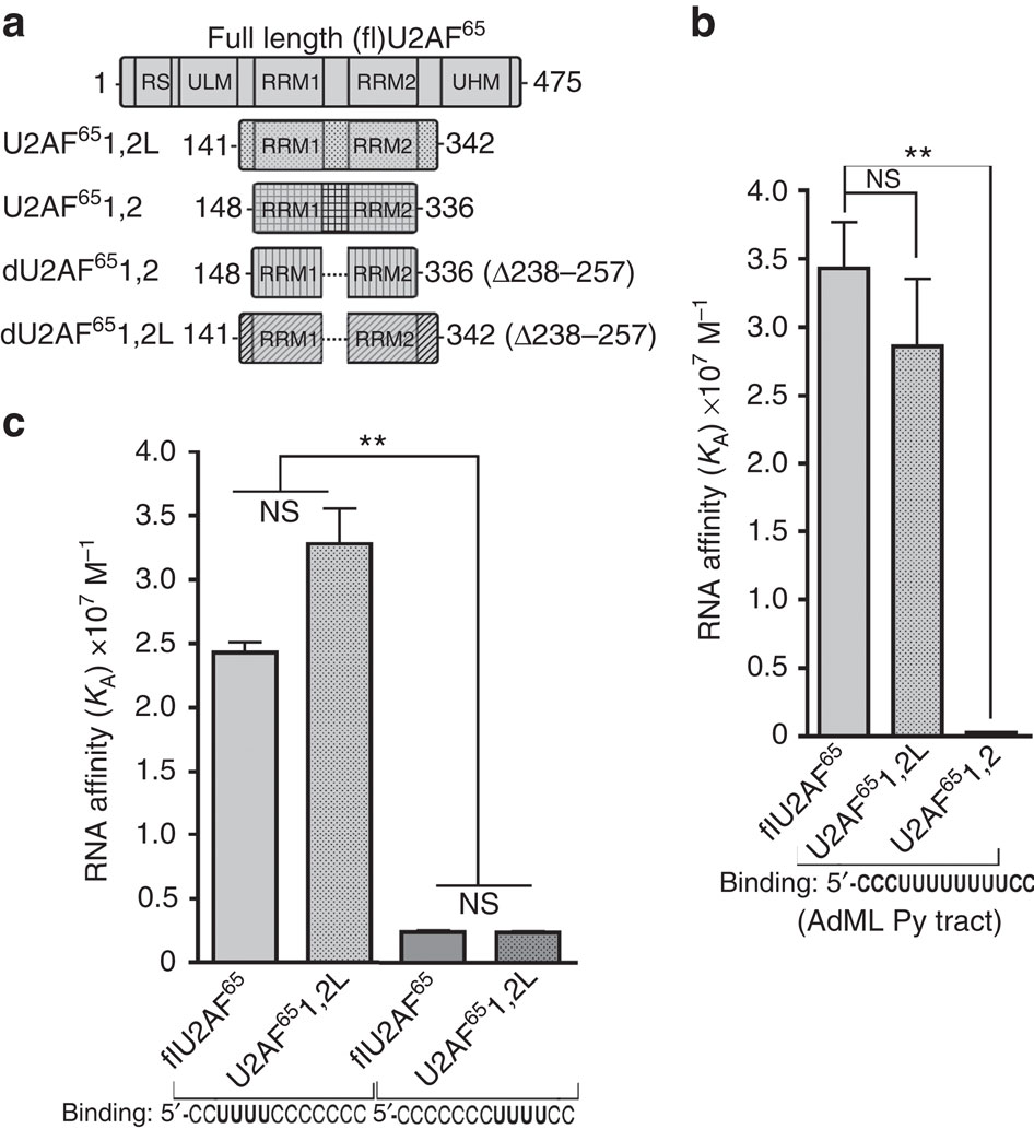 An extended U2AF(65)-RNA-binding domain recognizes the 3' splice site ...