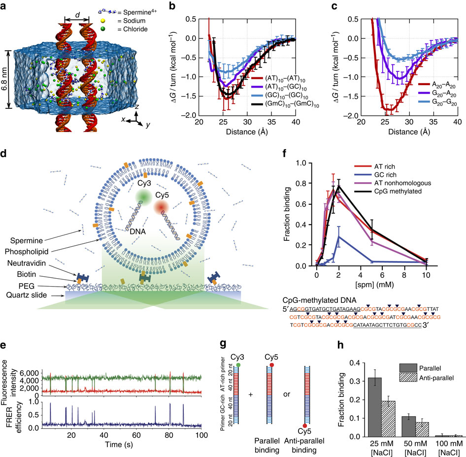 Direct evidence for sequence-dependent attraction between double ...