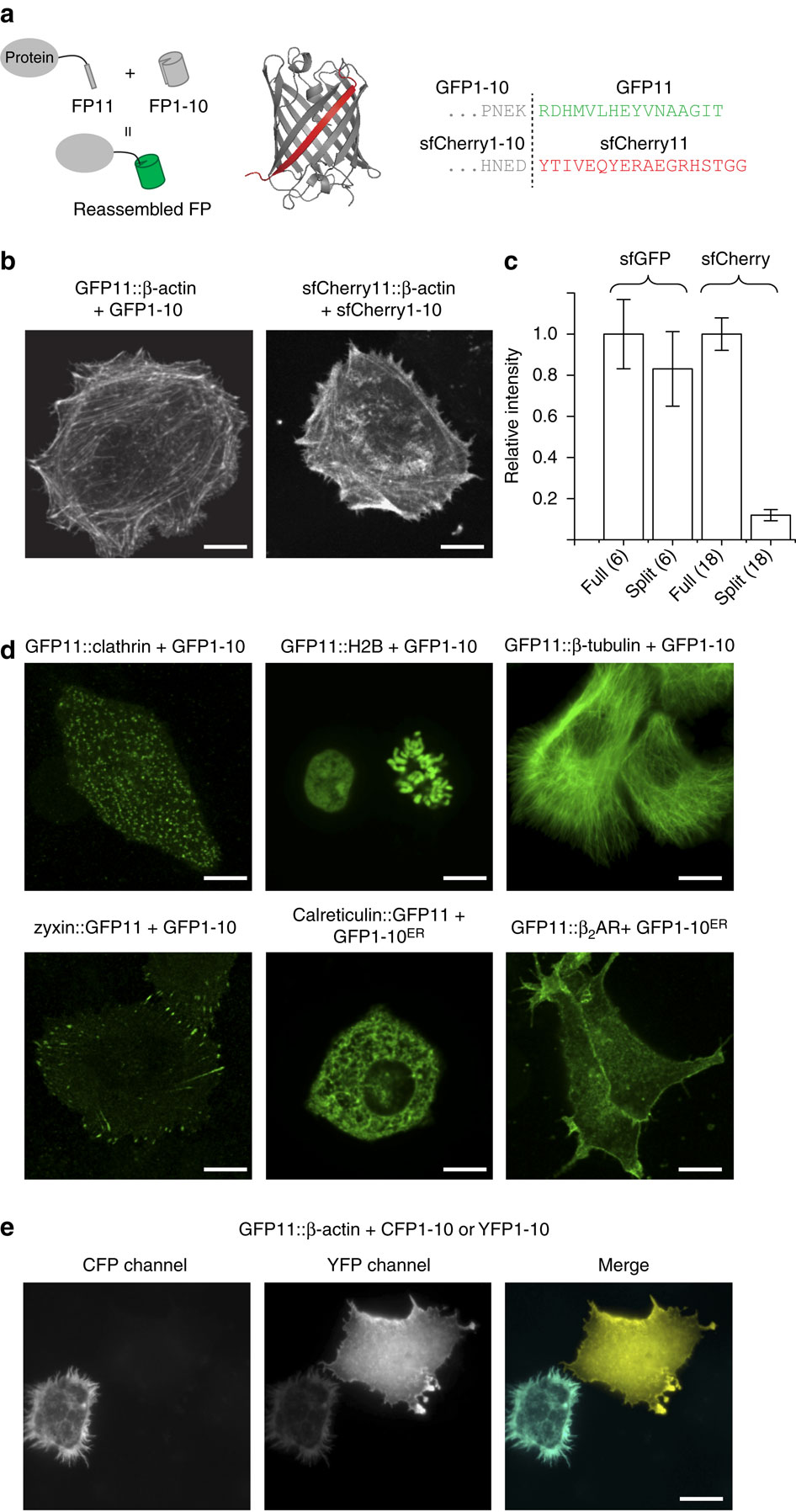 Versatile protein tagging in cells with split fluorescent protein ...