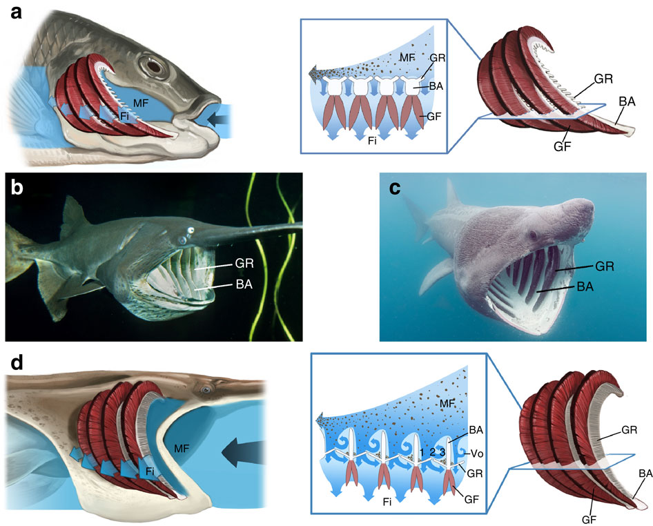 Fish mouths as engineering structures for vortical cross-step ...