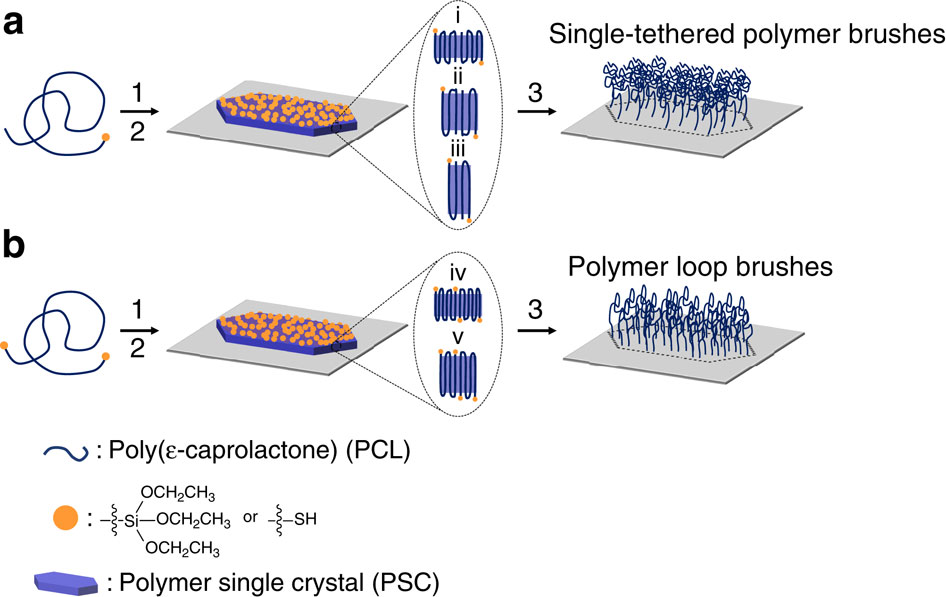 Towards controlled polymer brushes via a self-assembly-assisted-grafting-to approach.,Nature ...