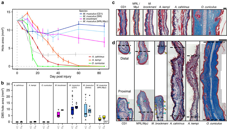 Comparative analysis of ear-hole closure identifies epimorphic ...
