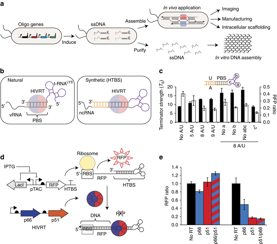 Genetic encoding of DNA nanostructures and their self-assembly in ...
