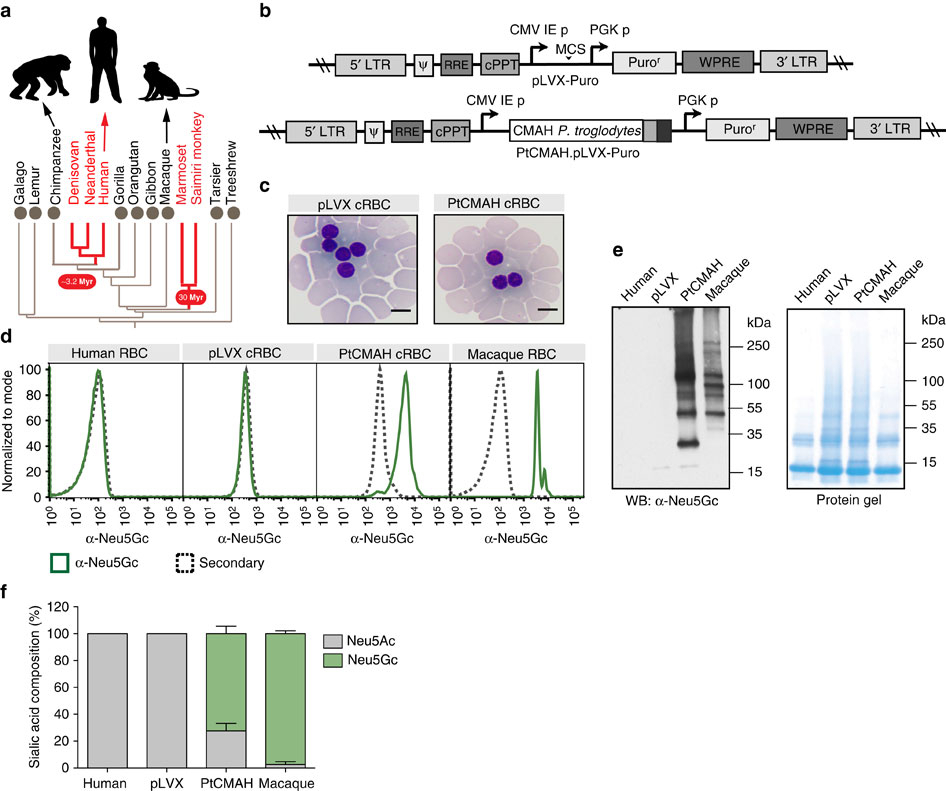 Ancient human sialic acid variant restricts an emerging zoonotic ...