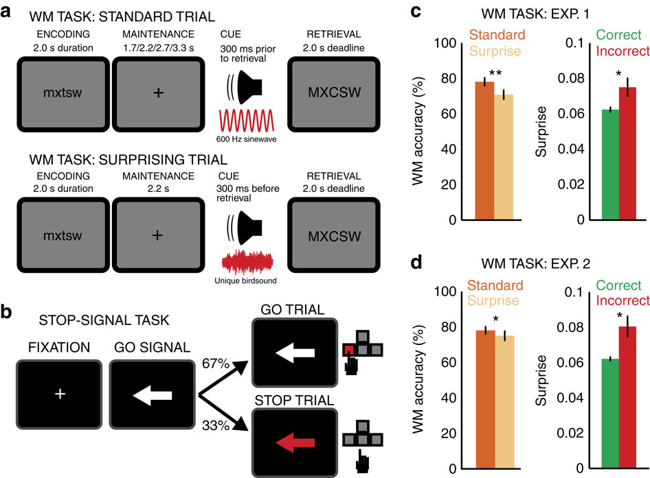 Surprise disrupts cognition via a fronto-basal ganglia suppressive ...