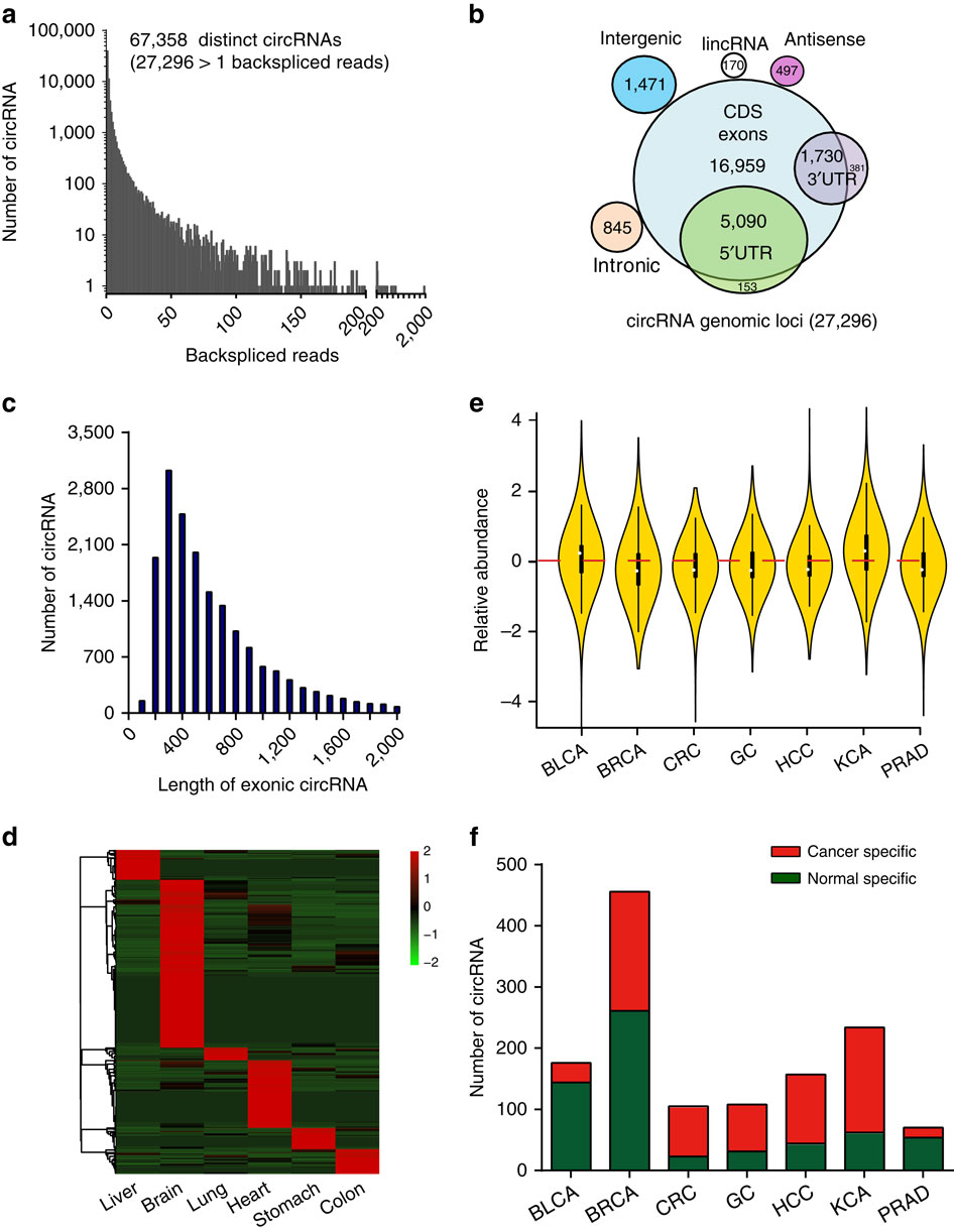 Circular RNA profiling reveals an abundant circHIPK3 that regulates ...