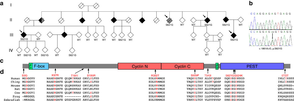 CCNF mutations in amyotrophic lateral sclerosis and frontotemporal ...