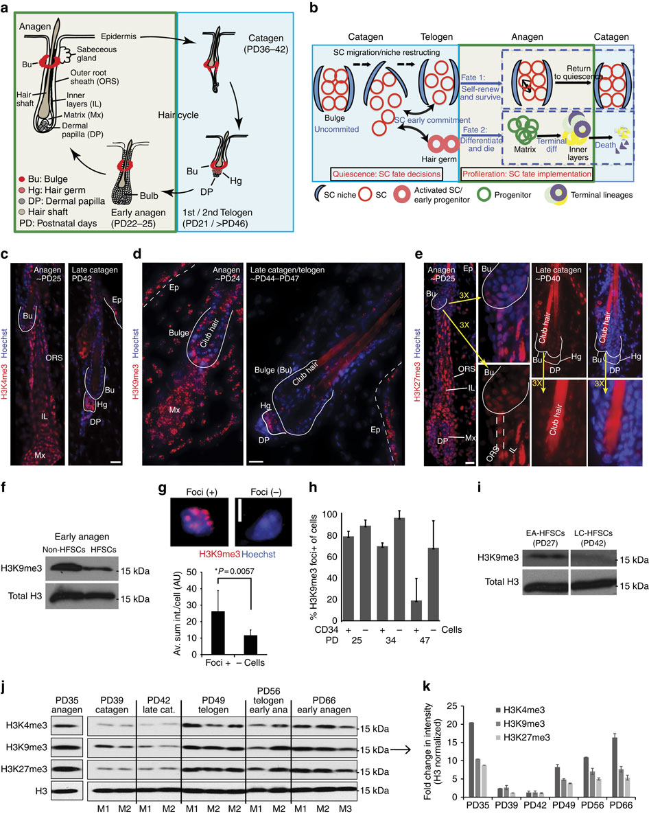 Signalling couples hair follicle stem cell quiescence with reduced ...