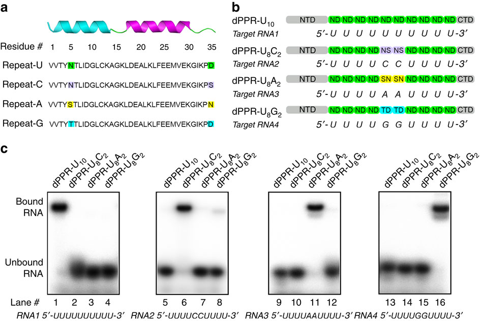 Structural basis for specific single-stranded RNA recognition by ...