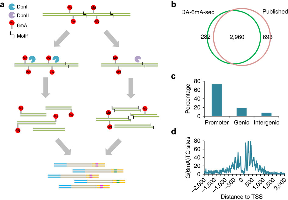 Characterization Of Eukaryotic Dna N 6 Methyladenine By A Highly