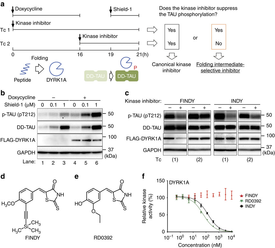 通过靶向折叠过程选择性抑制激酶 DYRK1A。,Nature Communications - X-MOL