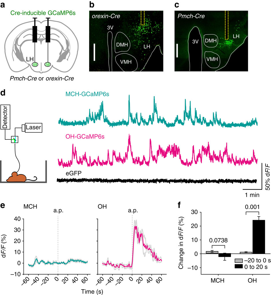 下丘脑MCH和orexin网络的清醒动力学和全脑直接输入。,Nature Communications - X-MOL