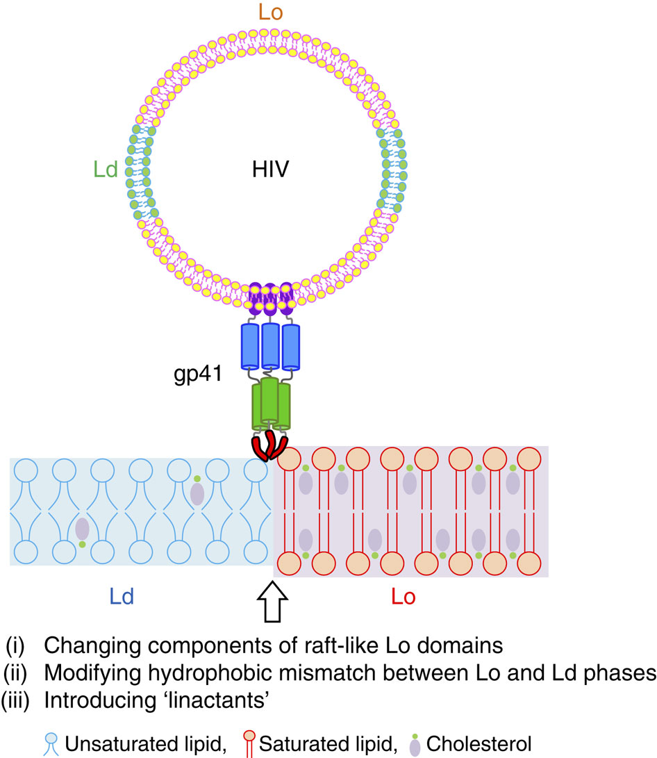 Line tension at lipid phase boundaries as driving force for HIV fusion ...