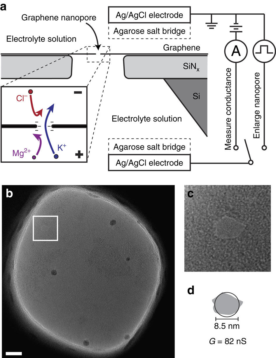 Ion selectivity of graphene nanopores.,Nature Communications - X-MOL