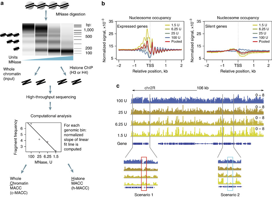 MNase滴定揭示了核小体占有率和染色质可及性之间的差异。,Nature Communications - X-MOL
