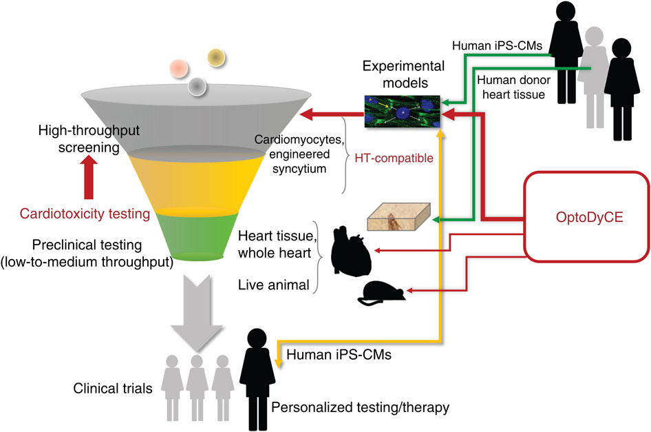OptoDyCE as an automated system for high-throughput all-optical dynamic ...