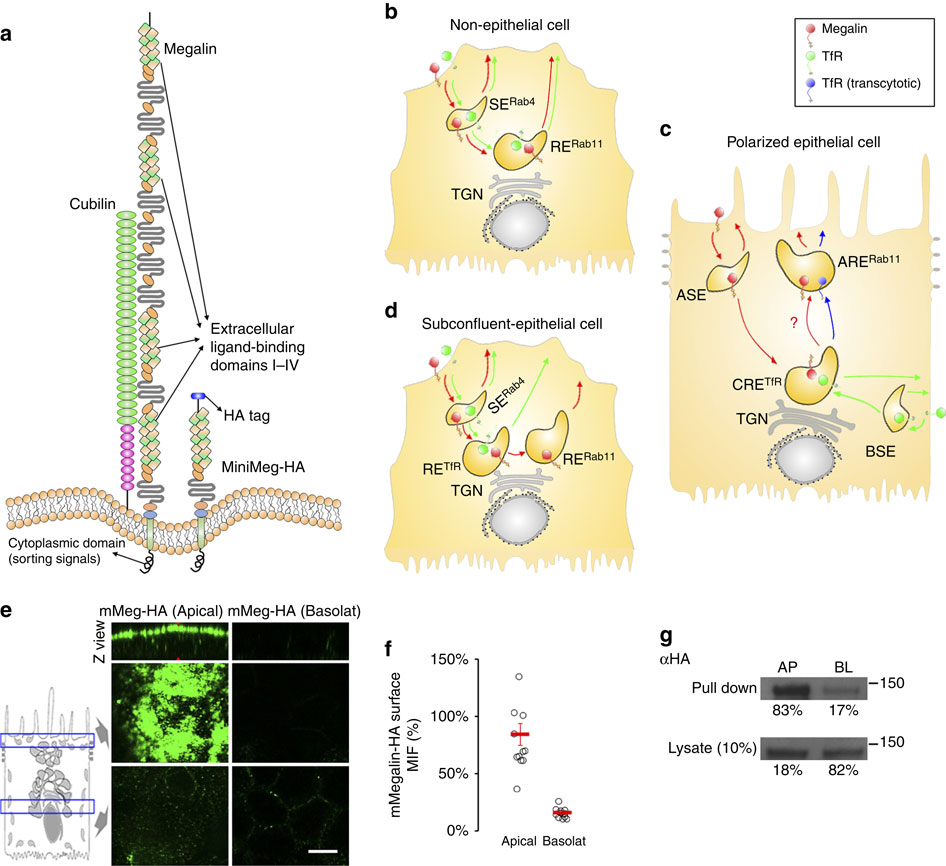 快速回收受体Megalin定义了上皮细胞的顶端回收途径。,Nature Communications - X-MOL