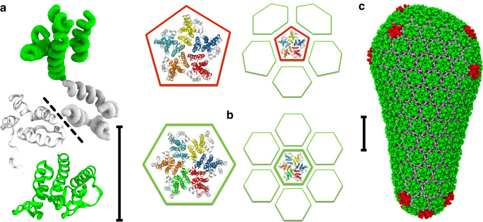Coarse-grained simulation reveals key features of HIV-1 capsid self ...