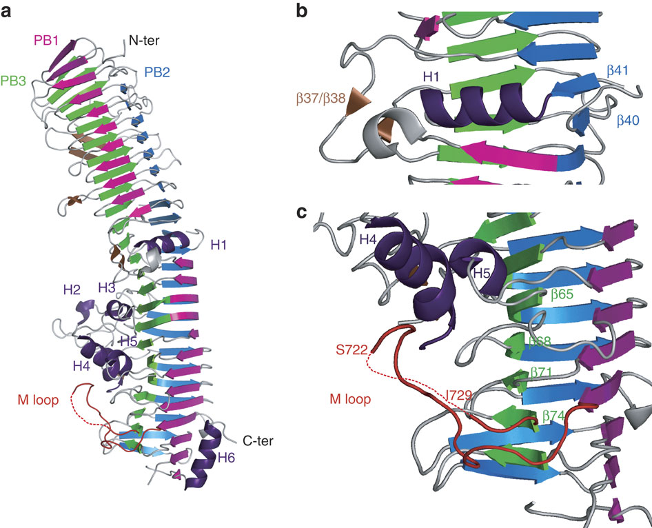 Structural basis for haem piracy from host haemopexin by Haemophilus ...