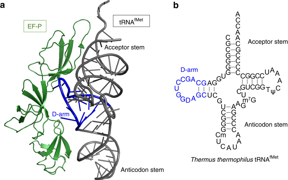 Essential structural elements in tRNA(Pro) for EF-P-mediated ...