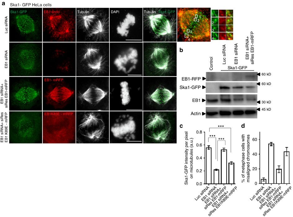 EB1 regulates attachment of Ska1 with microtubules by forming extended ...