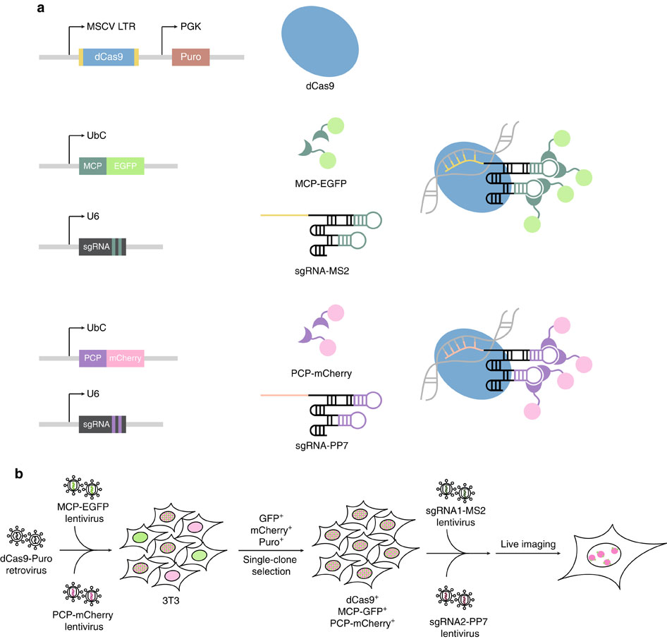 CRISPR-dCas9 和 sgRNA 支架可实现卫星序列和重复富集的单个基因座的双色实时成像。,Nature Communications ...