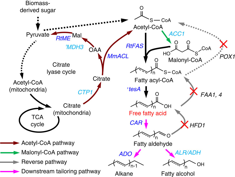 Production of fatty acid-derived oleochemicals and biofuels by ...