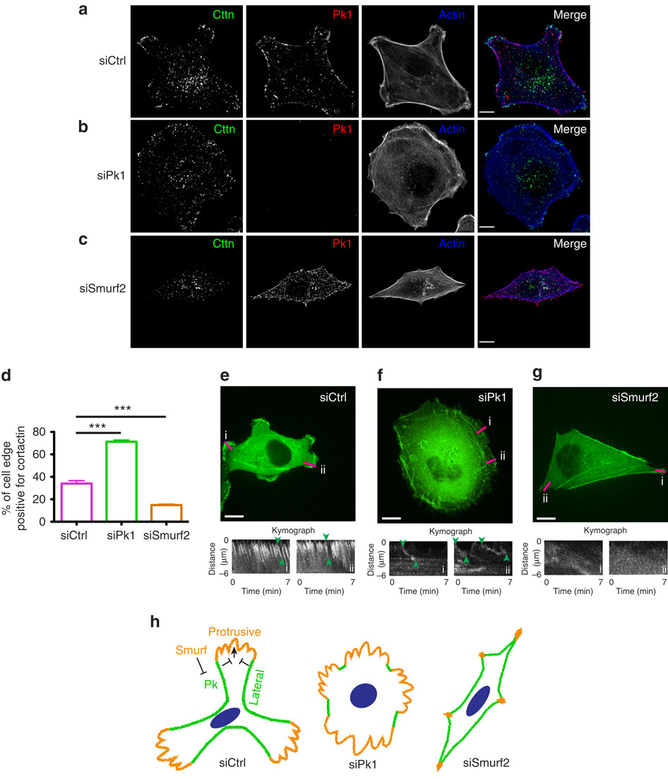 A lateral signalling pathway coordinates shape volatility during cell ...