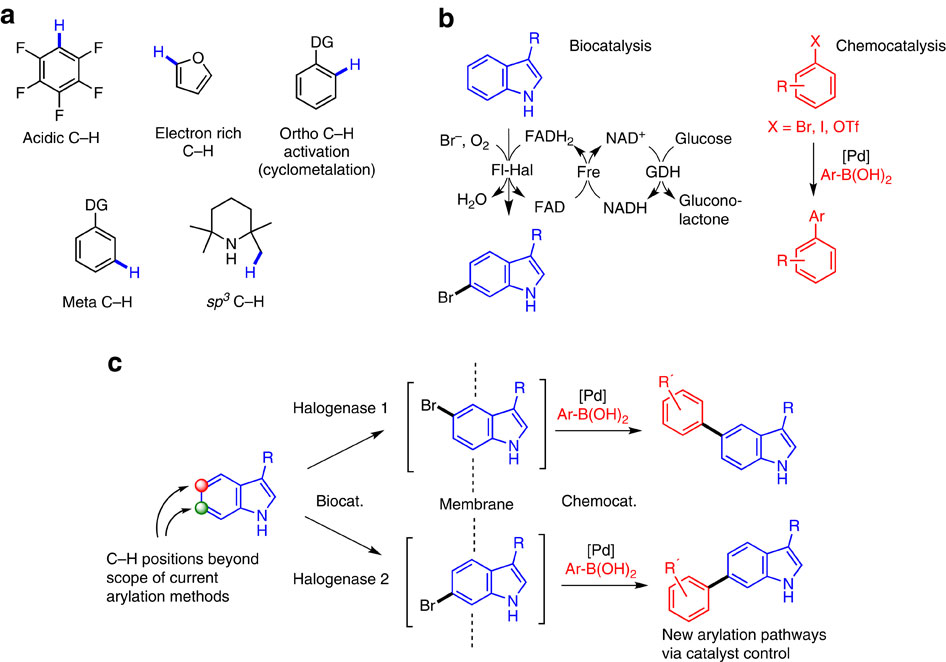 整合催化通过区域分歧酶促 C-H 激活开辟了新的芳基化途径。,Nature Communications - X-MOL
