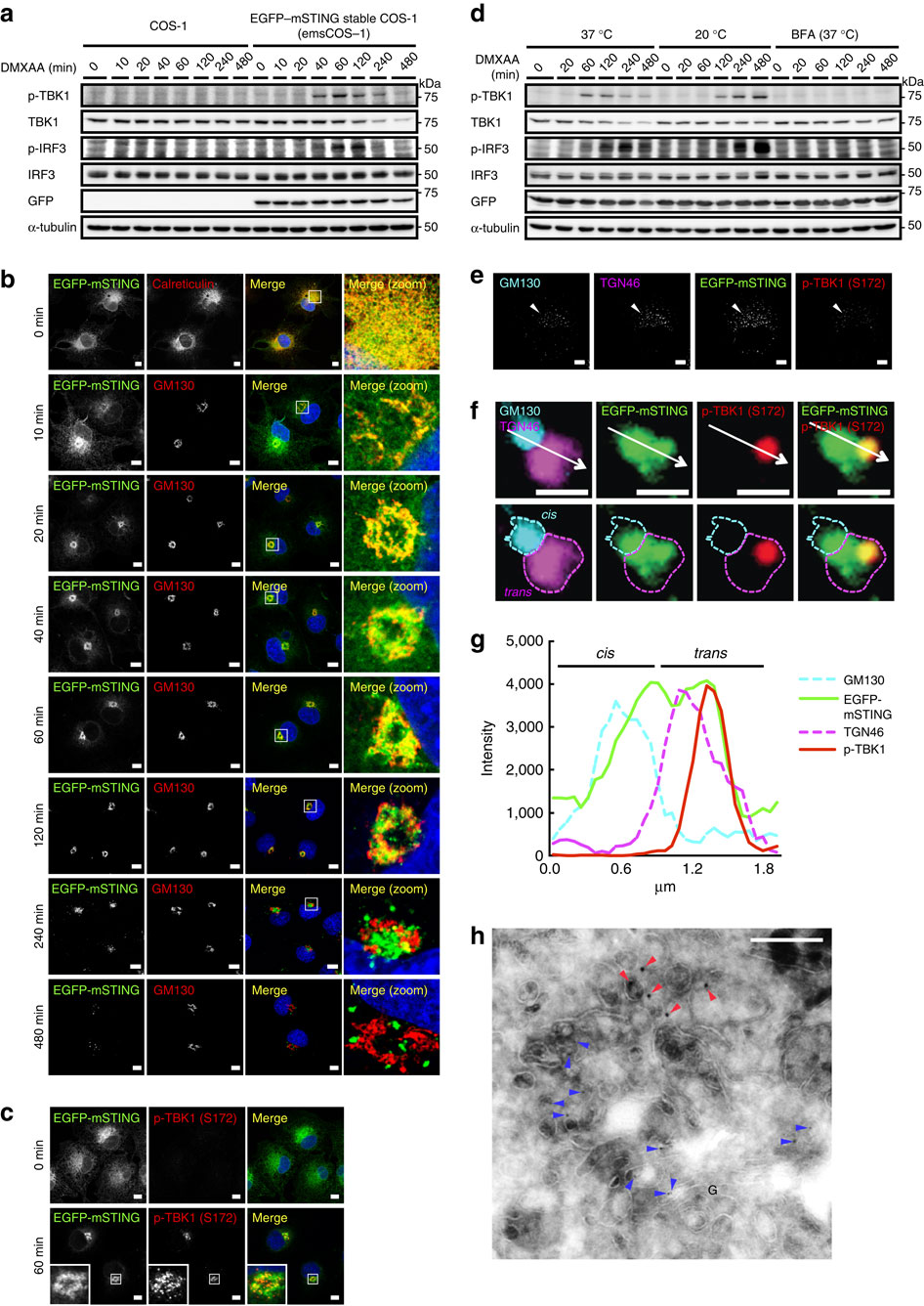STING的激活需要在高尔基体进行棕榈酰化。,Nature Communications - X-MOL