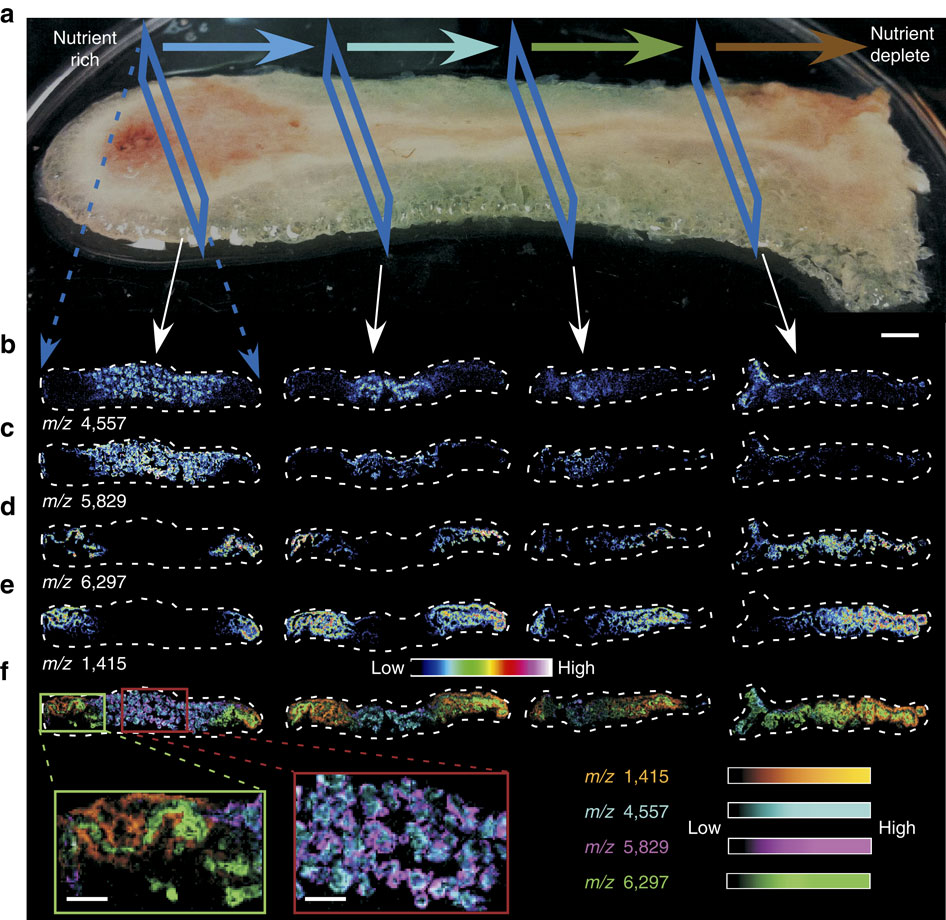 先天免疫蛋白钙卫蛋白促进铜绿假单胞菌和金黄色葡萄球菌的相互作用。,Nature Communications - X-MOL