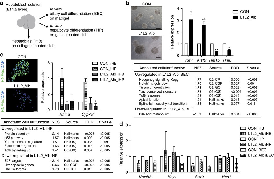 LATS-YAP/TAZ controls lineage specification by regulating TGFβ ...