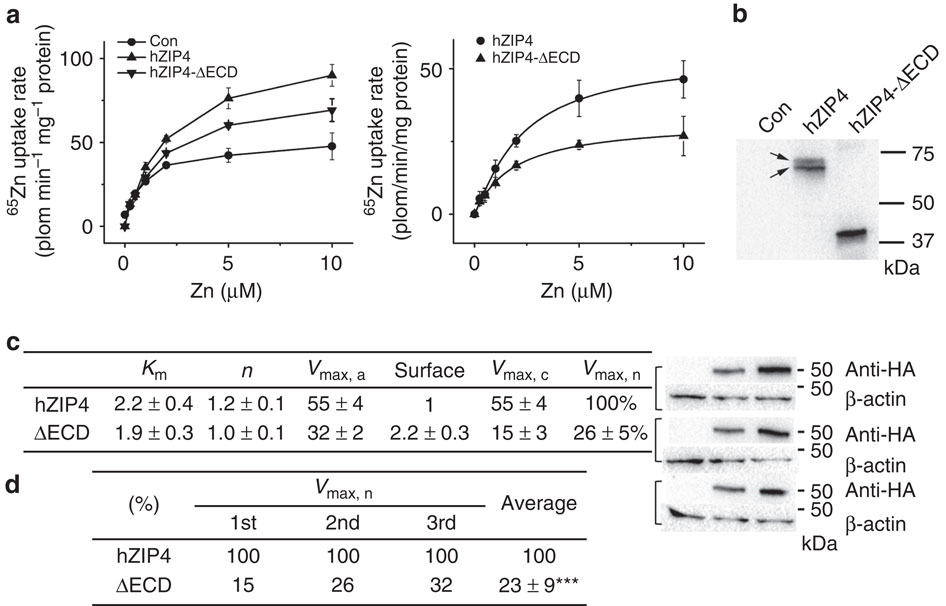 ZIP4 细胞外结构域的结构洞察对于最佳锌转运至关重要。,Nature Communications - X-MOL