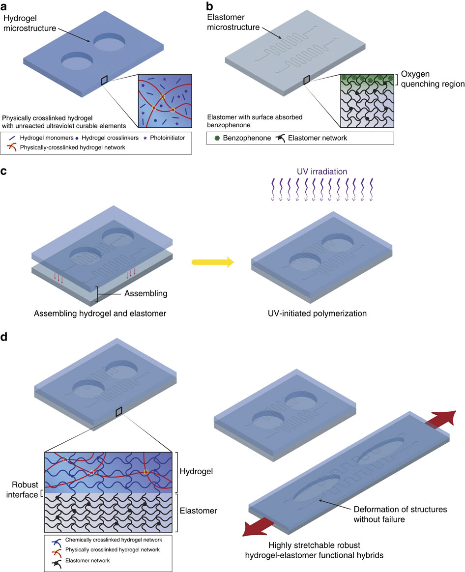 Skin-inspired hydrogel-elastomer hybrids with robust interfaces and ...