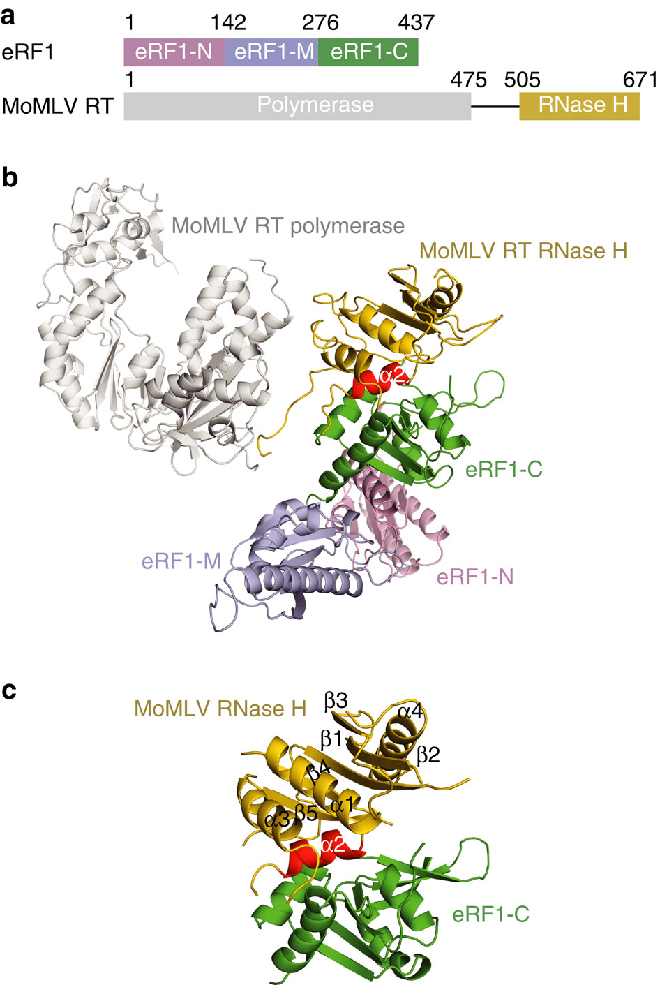 Structural basis of suppression of host translation termination by ...