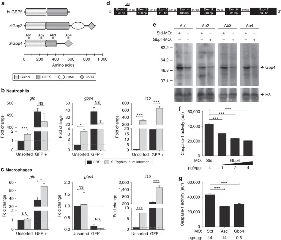 中性粒细胞通过 GBP4 炎性小体依赖性前列腺素的产生介导鼠伤寒沙门氏菌清除。,Nature Communications - X-MOL