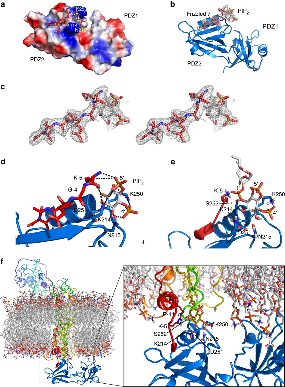 Frizzled 7 and PIP2 binding by syntenin PDZ2 domain supports Frizzled 7 ...