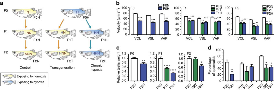 Hypoxia causes transgenerational impairments in reproduction of fish ...