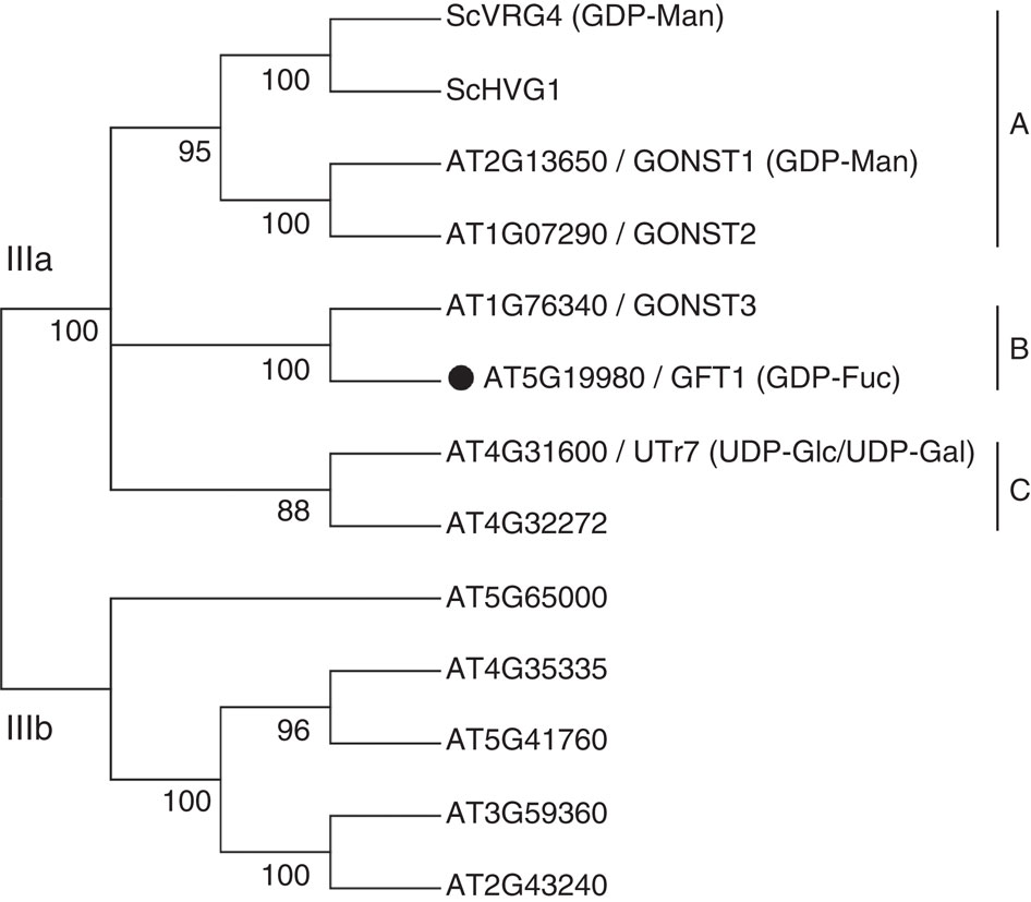 The Arabidopsis Golgi-localized GDP-L-fucose transporter is required ...