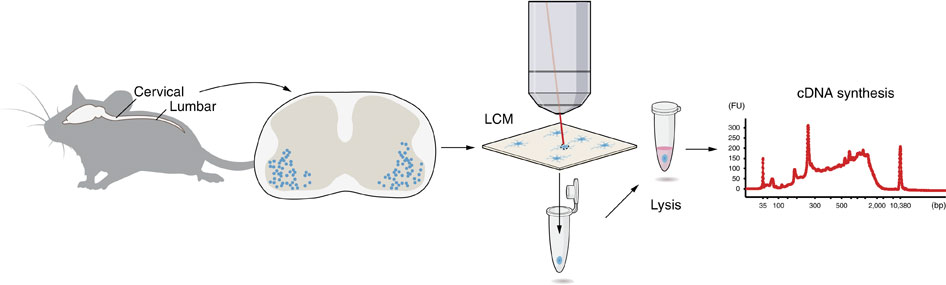 激光捕获显微镜与Smart-seq2结 合使用，可进行精确的空间转录组分析。,Nature Communications - X-MOL