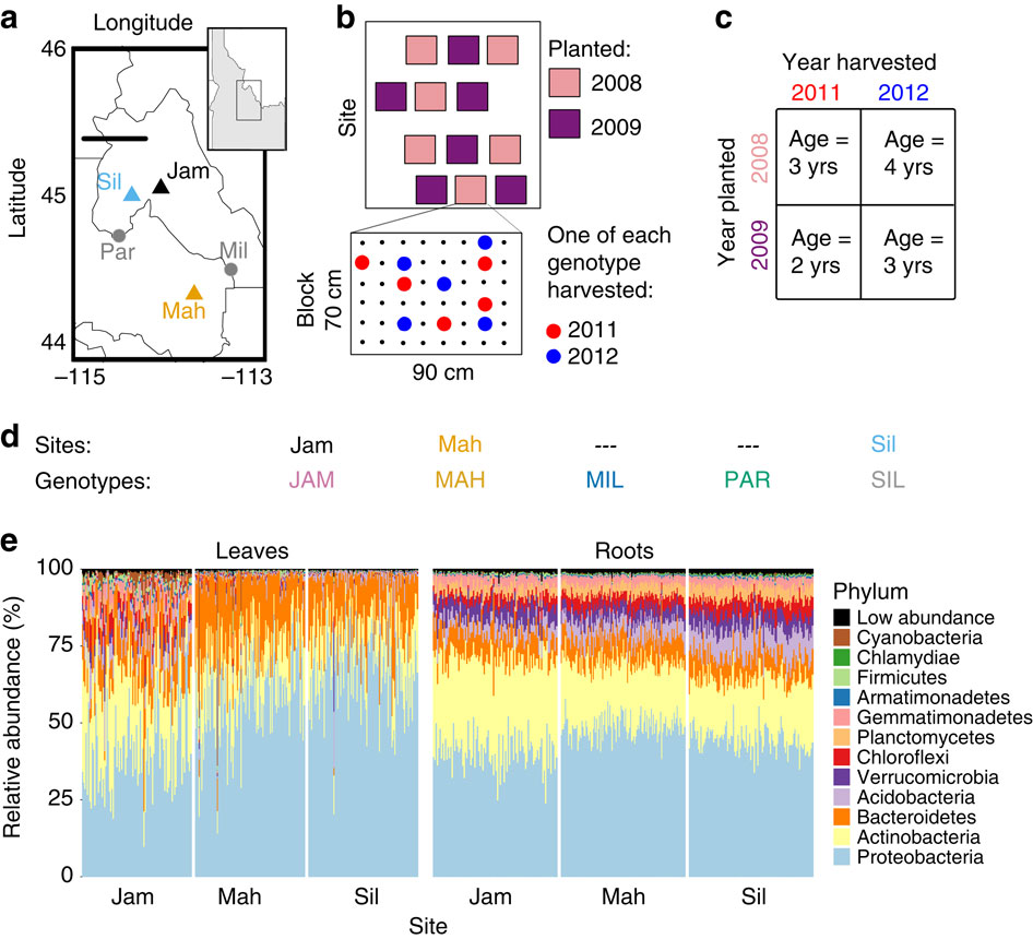 Host genotype and age shape the leaf and root microbiomes of a wild ...