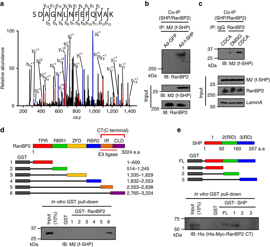 Critical role of RanBP2-mediated SUMOylation of Small Heterodimer ...